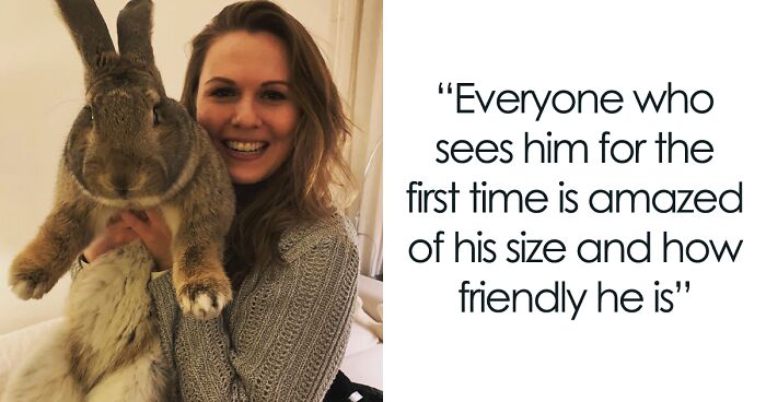 Meet Guus, A 22lb Rabbit That Draws Attention Not Only For His Size ...