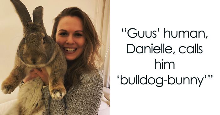 Meet Guus, A 22lb Rabbit That Draws Attention Not Only For His Size ...