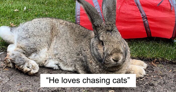 Meet Guus, A 22lb Rabbit That Draws Attention Not Only For His Size ...