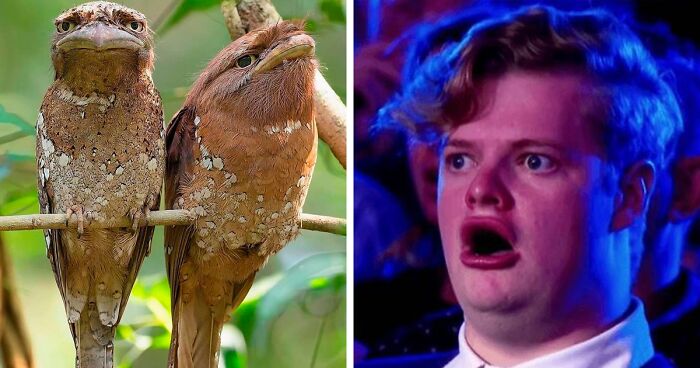 Weird, Funny, Or Bizarre Creatures Of The Earth Shared By This ...