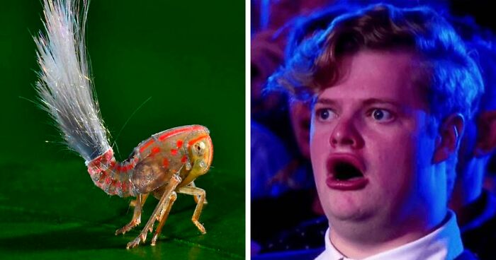 Weird, Funny, Or Bizarre Creatures Of The Earth Shared By This ...