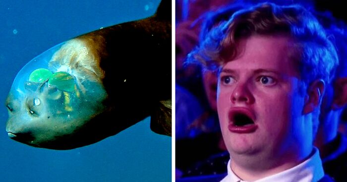 Weird, Funny, Or Bizarre Creatures Of The Earth Shared By This ...