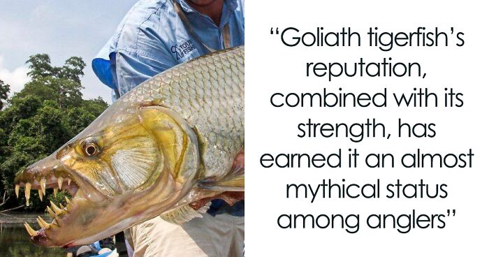 Weird, Funny, Or Bizarre Creatures Of The Earth Shared By This ...