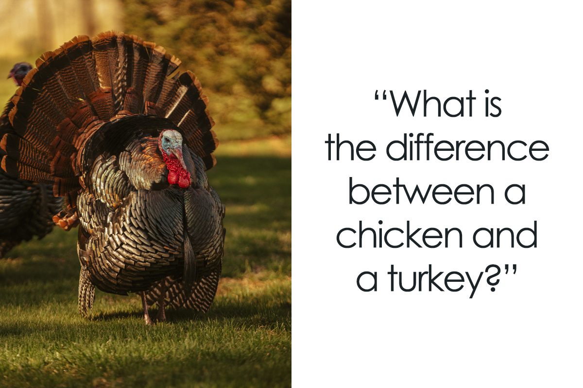 Thanksgiving Riddles To Be Served With The Turkey Bored Panda Thanksgiving Riddles To Be Served With The Turkey Bored Panda