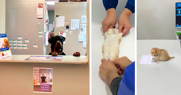 50 Hilarious And Wholesome Moments That Vets Have Experienced At Work ...