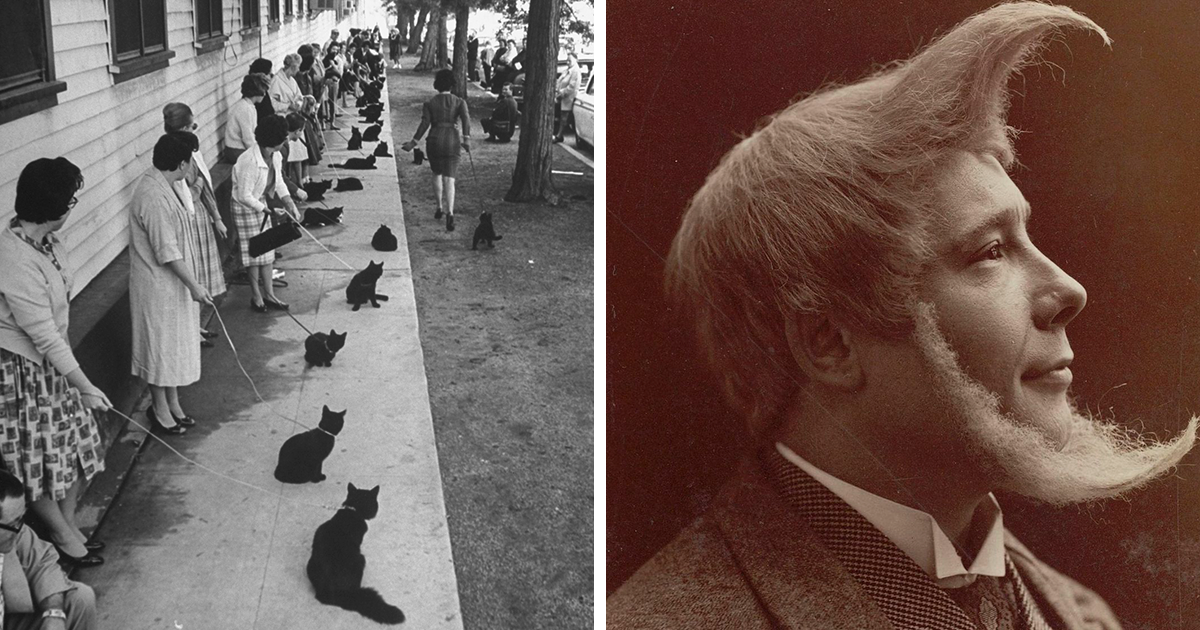 'Library Of The Bizarre' Is An Account That Shares Interesting And Odd ...