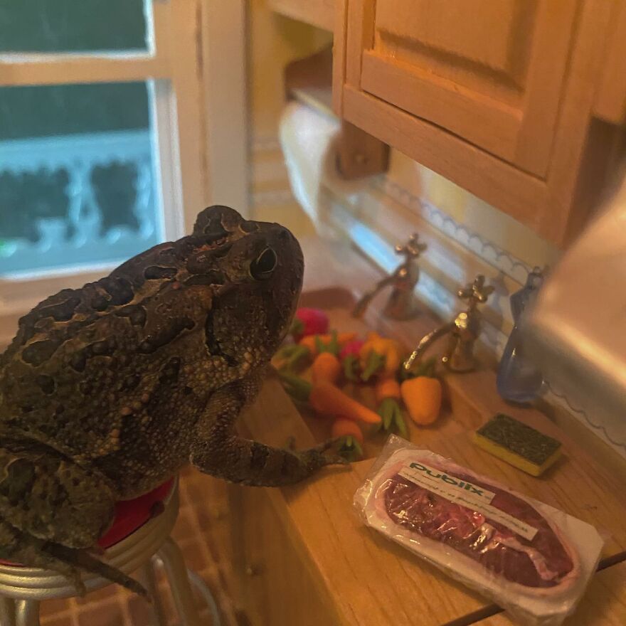 69 Pictures Of Toby The Toad Living An Old Man’s Life In This Decorated ...