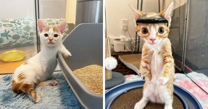 These Two Sibling Kittens Are Quite Different From Other Cats, But They ...