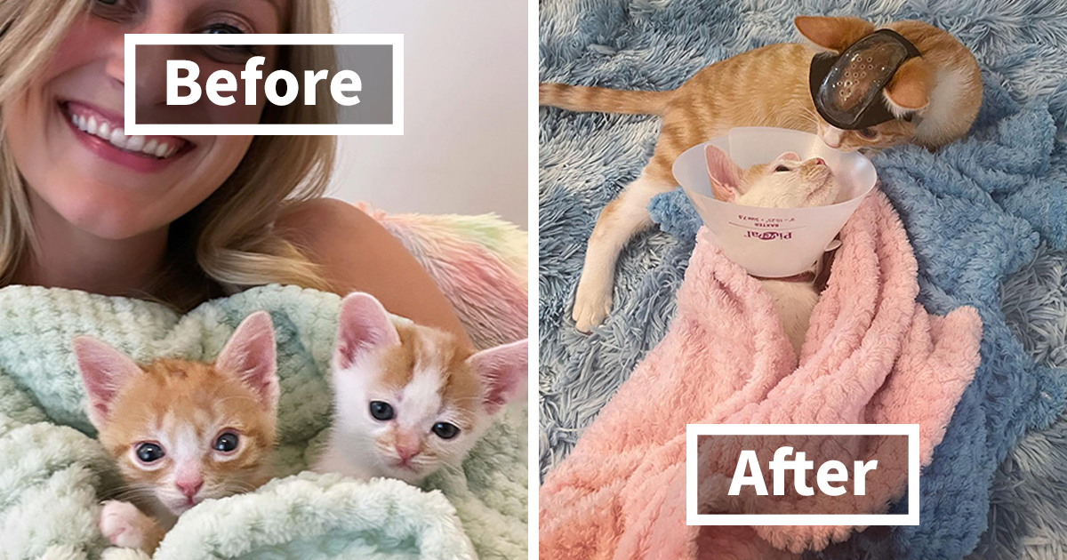These Two Sibling Kittens Are Quite Different From Other Cats, But They ...