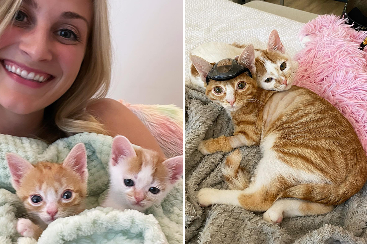 These Two Sibling Kittens Are Quite Different From Other Cats, But They ...