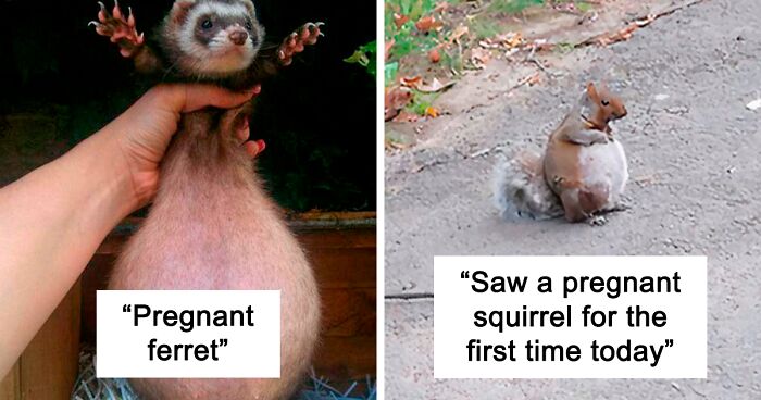 50 Times People Spotted An Adorable Pregnant Animal And Just Had To ...
