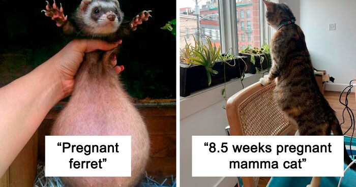 50 Times People Spotted An Adorable Pregnant Animal And Just Had To ...