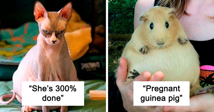 50 Times People Spotted An Adorable Pregnant Animal And Just Had To ...