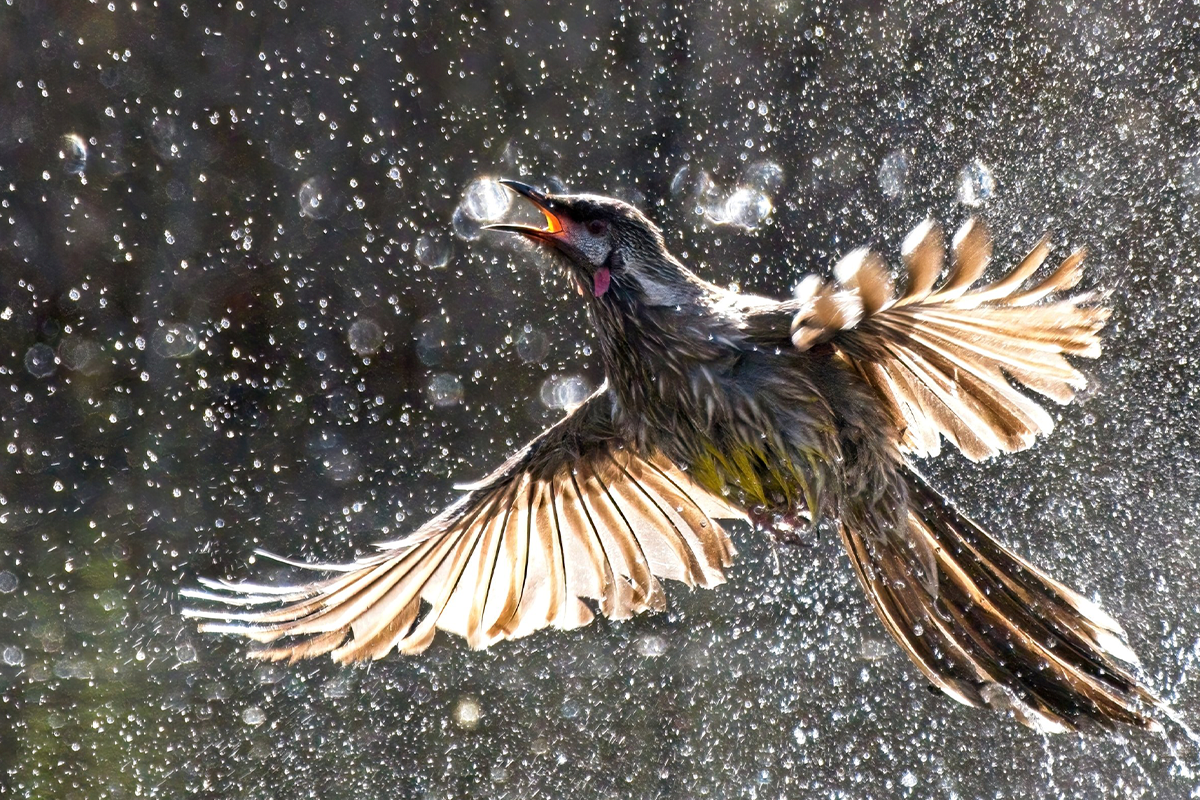 The Winners Of The Birdlife Australia Photography Awards 2022 Have Been Announced (35 Pics ...