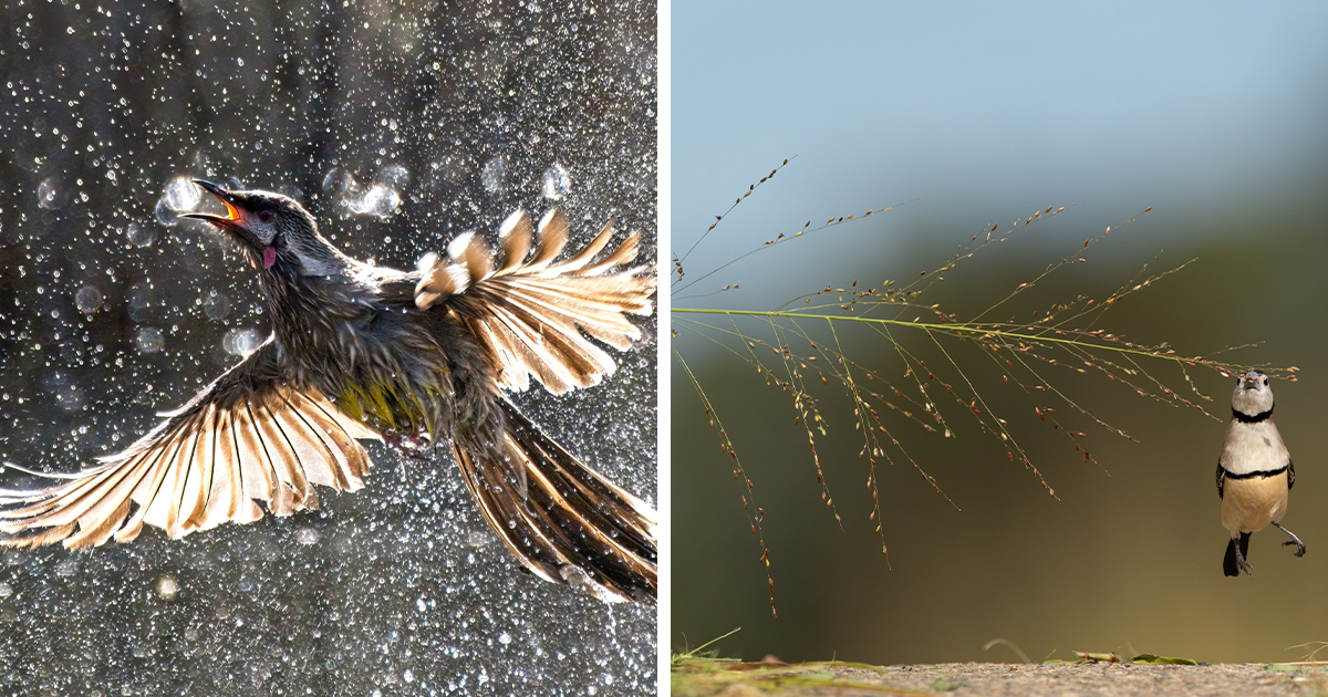 The Winners Of The Birdlife Australia Photography Awards 2022 Have Been ...