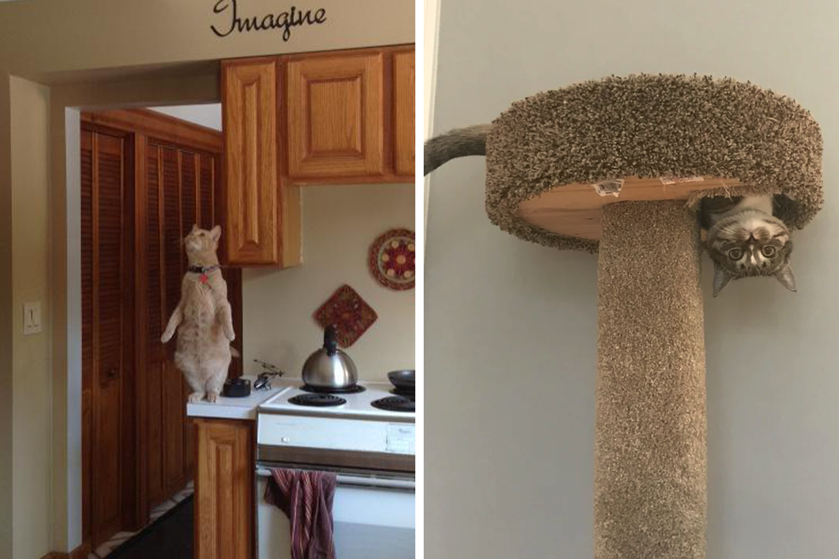 113 Photos That May Convince You Cats Can Defy Gravity | Bored Panda