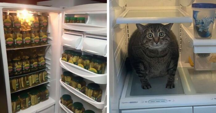 35 Pics Of Unexpected Things In Fridges That People Shared On This Online Group | Bored Panda