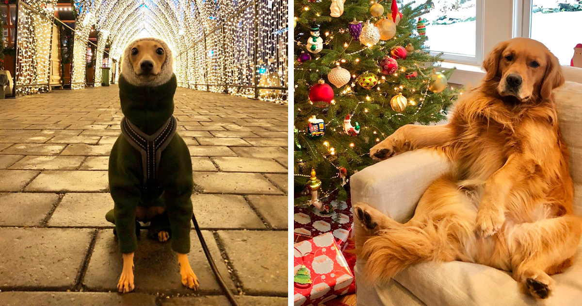 125 Adorable Dogs Who Are Totally Ready For Christmas | Bored Panda