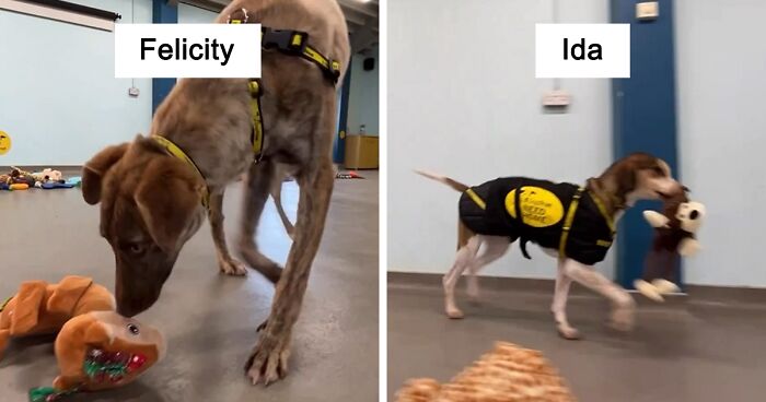 23 Dogs Were Allowed To Pick Their Own Christmas Gifts At Animal ...