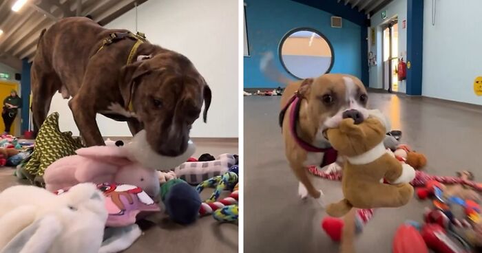 23 Dogs Were Allowed To Pick Their Own Christmas Gifts At Animal ...