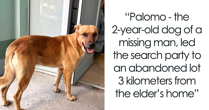 Dog Named Palomo Has Helped Mexican Authorities To Find His Missing ...