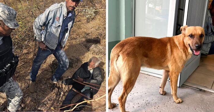 Dog Named Palomo Has Helped Mexican Authorities To Find His Missing ...