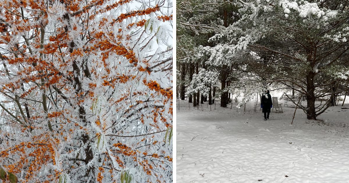 Hey Pandas, Show Us The First Snow In Your Country (Closed) | Bored Panda