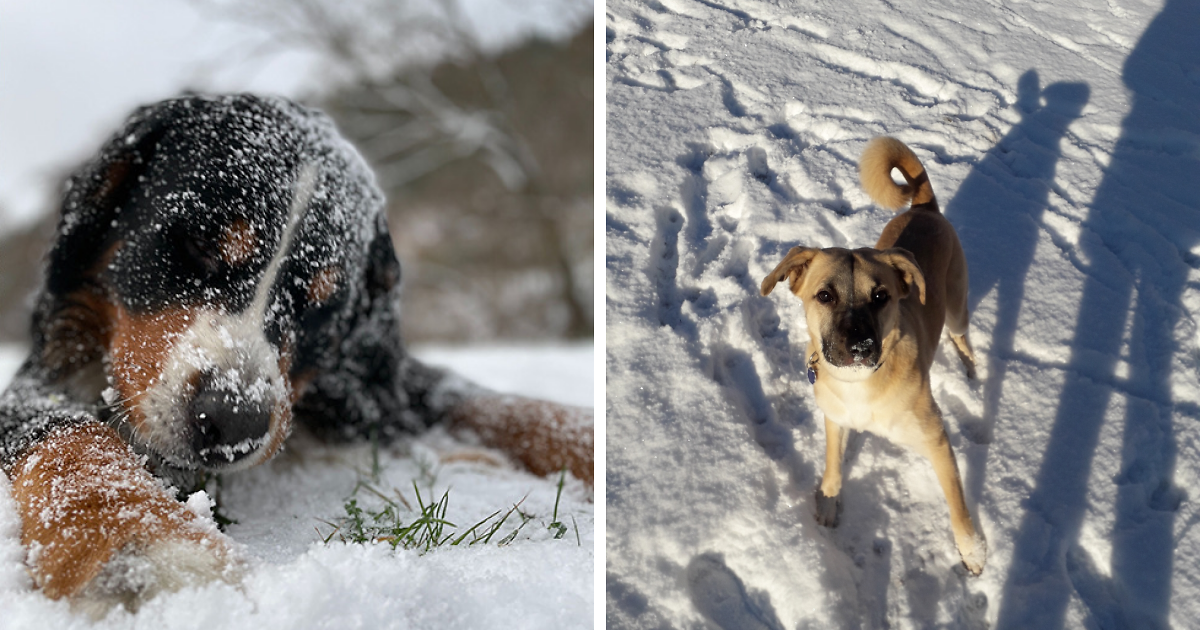 Hey Pandas, Share Your Pets Enjoying The Snow! (Closed) | Bored Panda