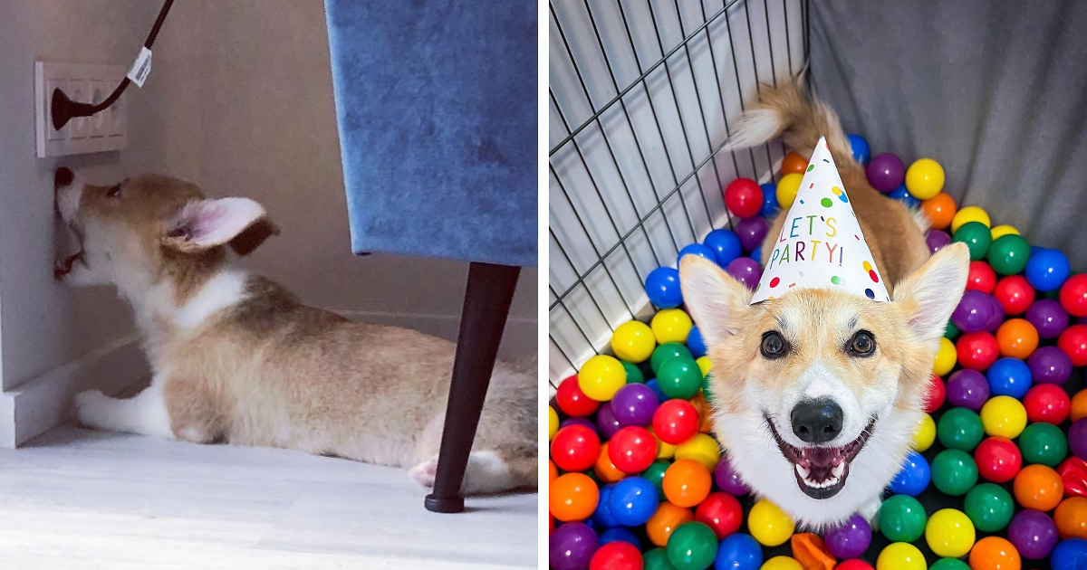 Happy Birthday Corgi Funny