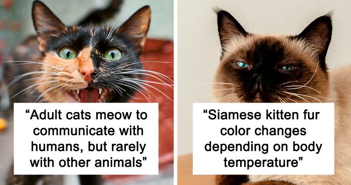 50 Fun Facts About Cats To Sink Your Claws Into | Bored Panda