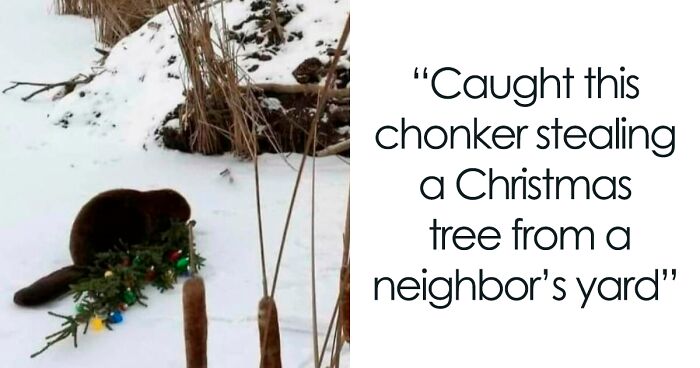 50 Painfully Bad Christmas Fails (New Pics) | Bored Panda