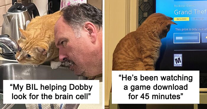 “One Orange Braincell”: 50 Times Orange Cats Acted So Dorky, Their Pics ...