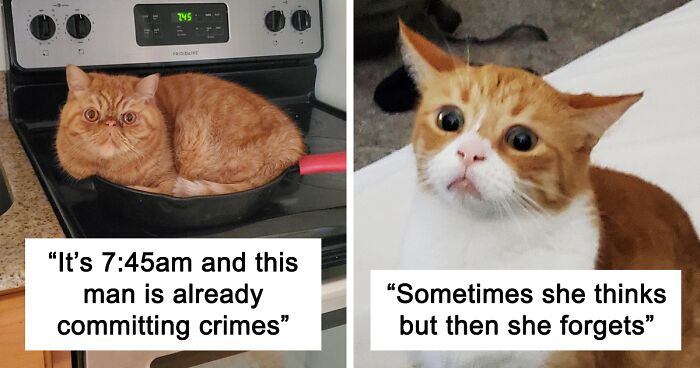 “One Orange Braincell”: 50 Times Orange Cats Acted So Dorky, Their Pics ...