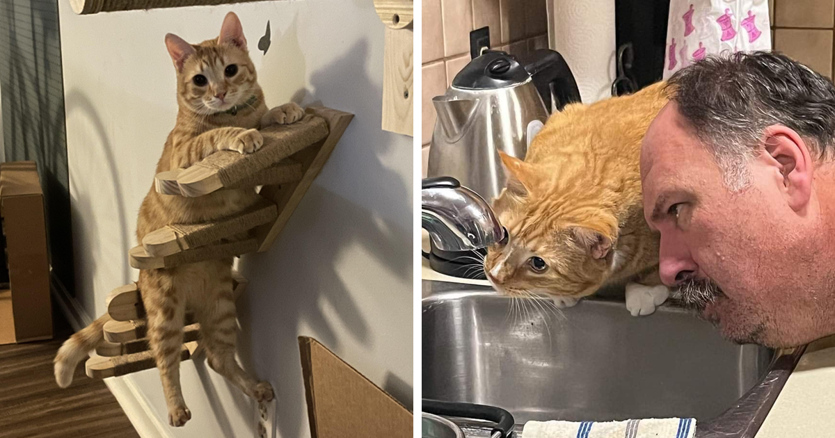 One Orange Braincell 50 Times Orange Cats Acted So Dorky Their Pics One Orange Braincell 50 Times Orange Cats Acted So Dorky Their Pics