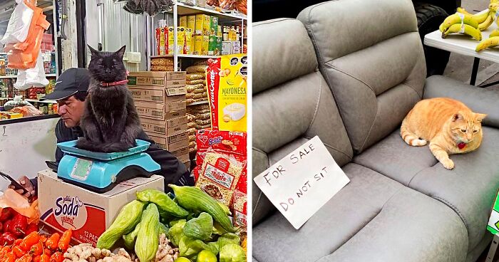 Cute And Funny Cats In Shops Looking Like They Own The Place, As Shared ...