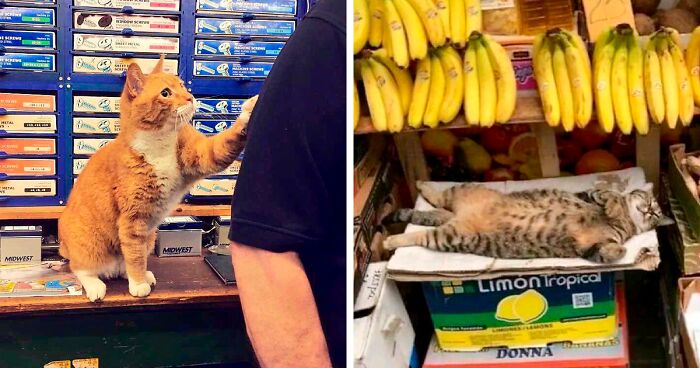Cute And Funny Cats In Shops Looking Like They Own The Place, As Shared ...