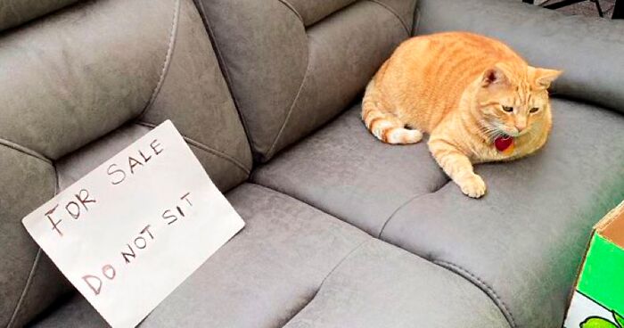 Cute And Funny Cats In Shops Looking Like They Own The Place, As Shared ...