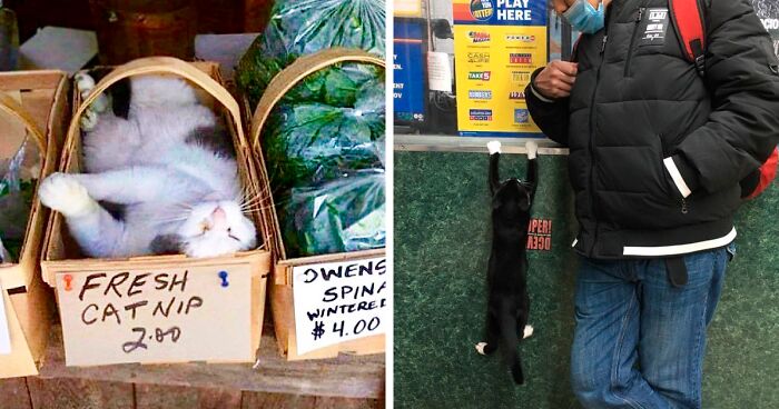 Cute And Funny Cats In Shops Looking Like They Own The Place, As Shared ...