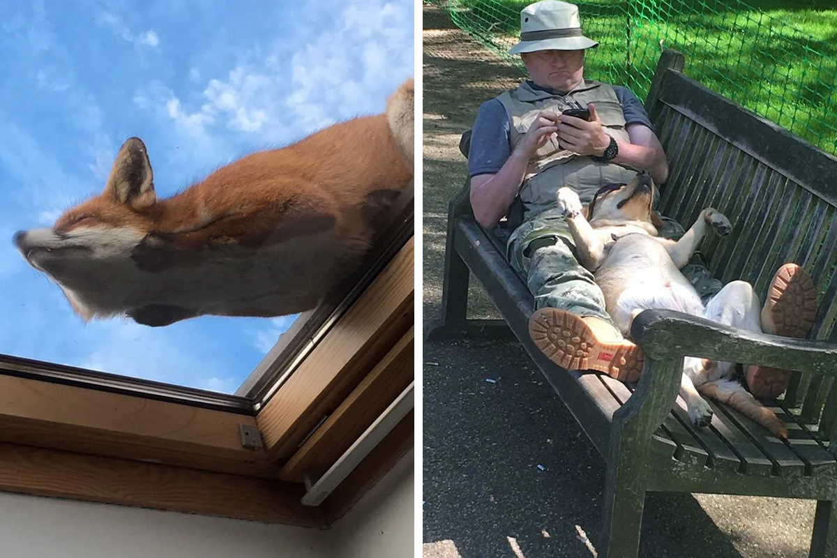 125 Times Animals Were Caught Being Lazy Slobs | Bored Panda