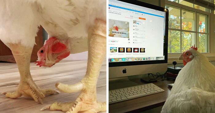 Boo Was Rescued From A Meat Factory 5 Years Ago, And His Life Shines In ...