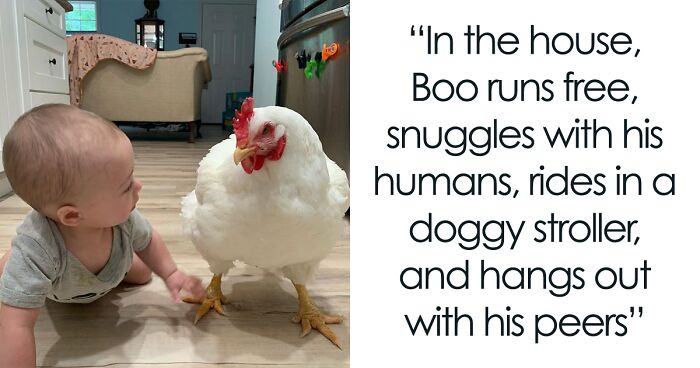 Boo Was Rescued From A Meat Factory 5 Years Ago, And His Life Shines In ...