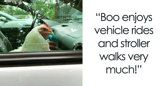 Boo Was Rescued From A Meat Factory 5 Years Ago, And His Life Shines In ...