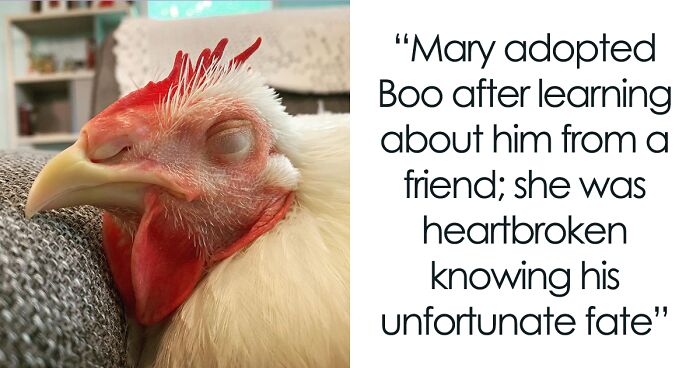Boo Was Rescued From A Meat Factory 5 Years Ago, And His Life Shines In ...