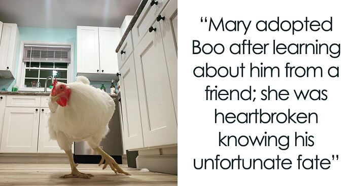 Boo Was Rescued From A Meat Factory 5 Years Ago, And His Life Shines In ...