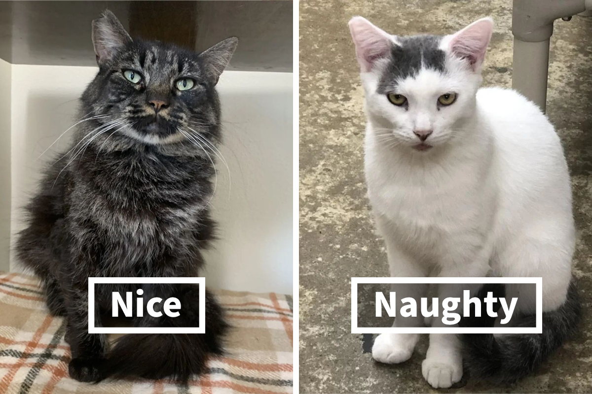 20 Pics Of Cats That Scored A Spot On The Naughty And Nice Board At
