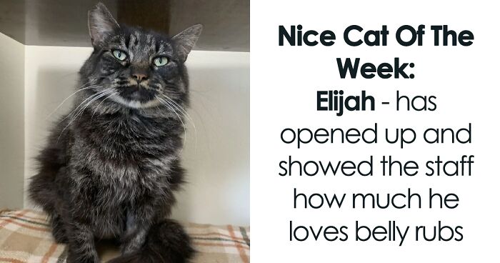 20 Pics Of Cats That Scored A Spot On The ‘Naughty And Nice’ Board At ...