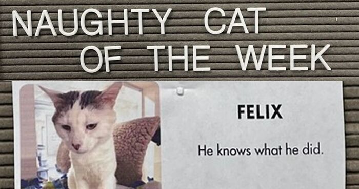 20 Pics Of Cats That Scored A Spot On The ‘Naughty And Nice’ Board At ...