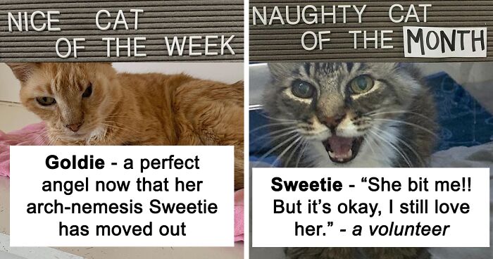 20 Pics Of Cats That Scored A Spot On The ‘Naughty And Nice’ Board At ...