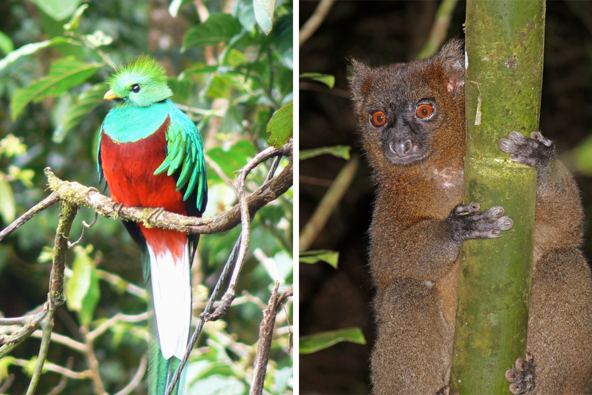 Rarest Animal In The World And Other 62 Species Near Extinction Bored Rarest Animal In The World And Other 62 Species Near Extinction Bored