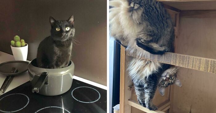 “What’s Wrong With Your Cat?”: 50 “Faulty” Cats That Can’t Stop ...